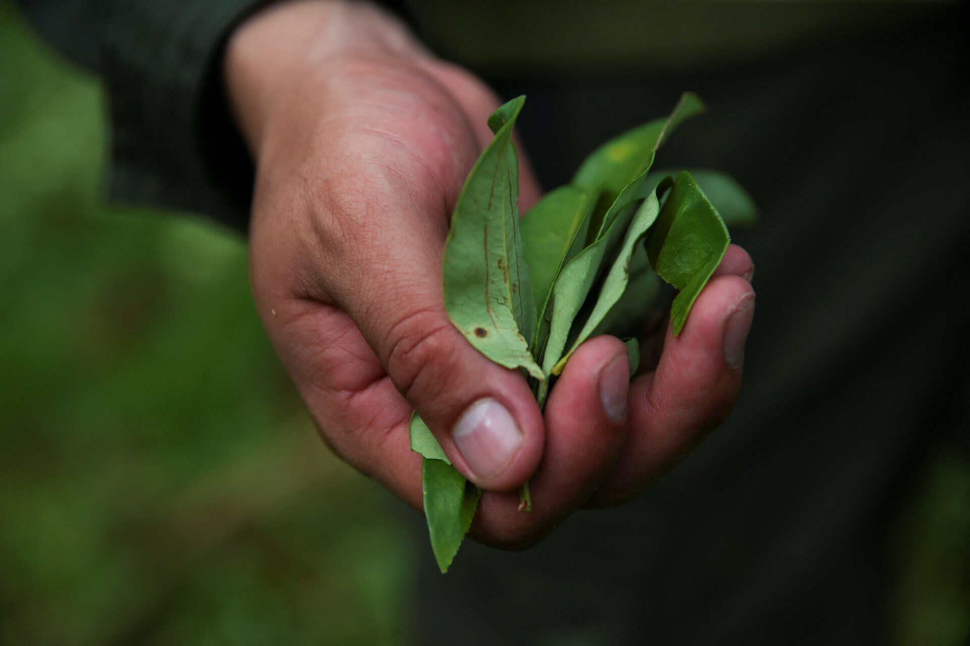 Cocaine still Colombia gangs' top export despite fentanyl's rise ...
