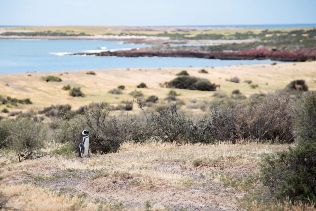 Argentine rancher convicted of penguin massacre in historic trial ...